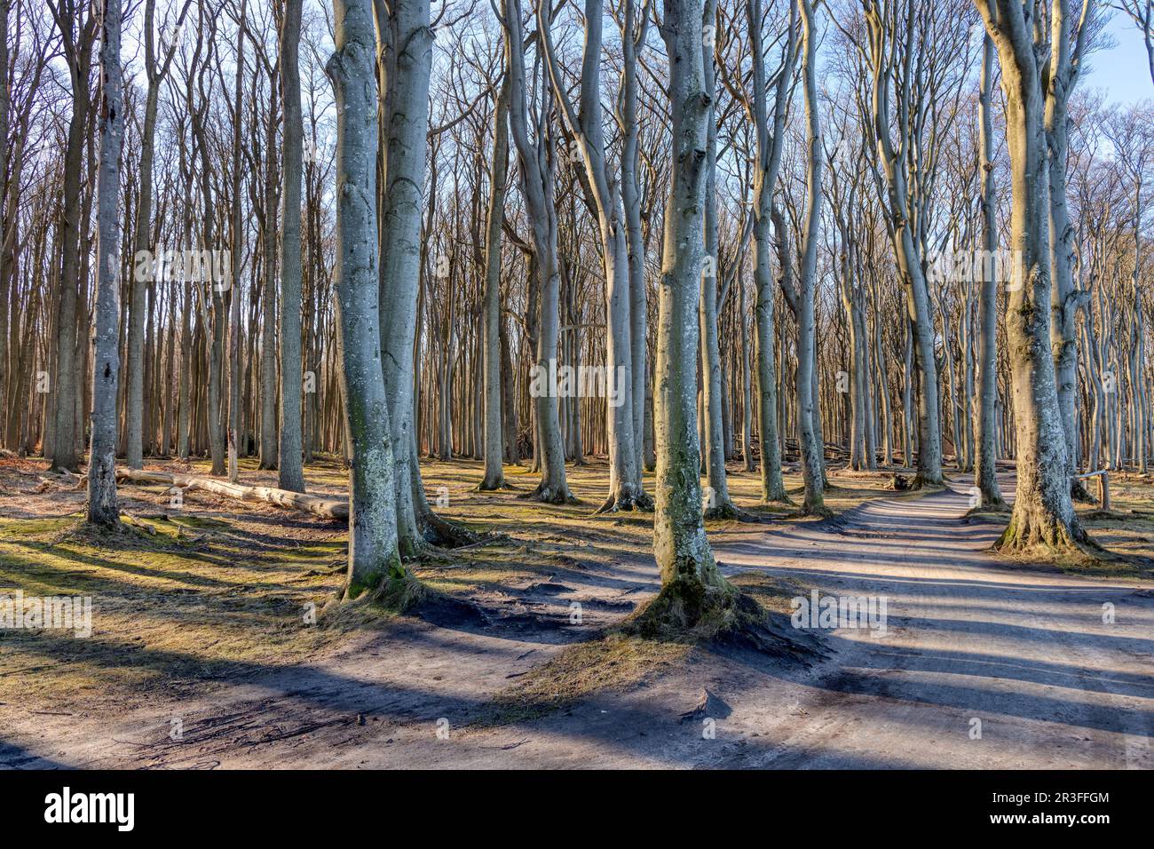 Nienhagen ghost forest hi-res stock photography and images - Alamy