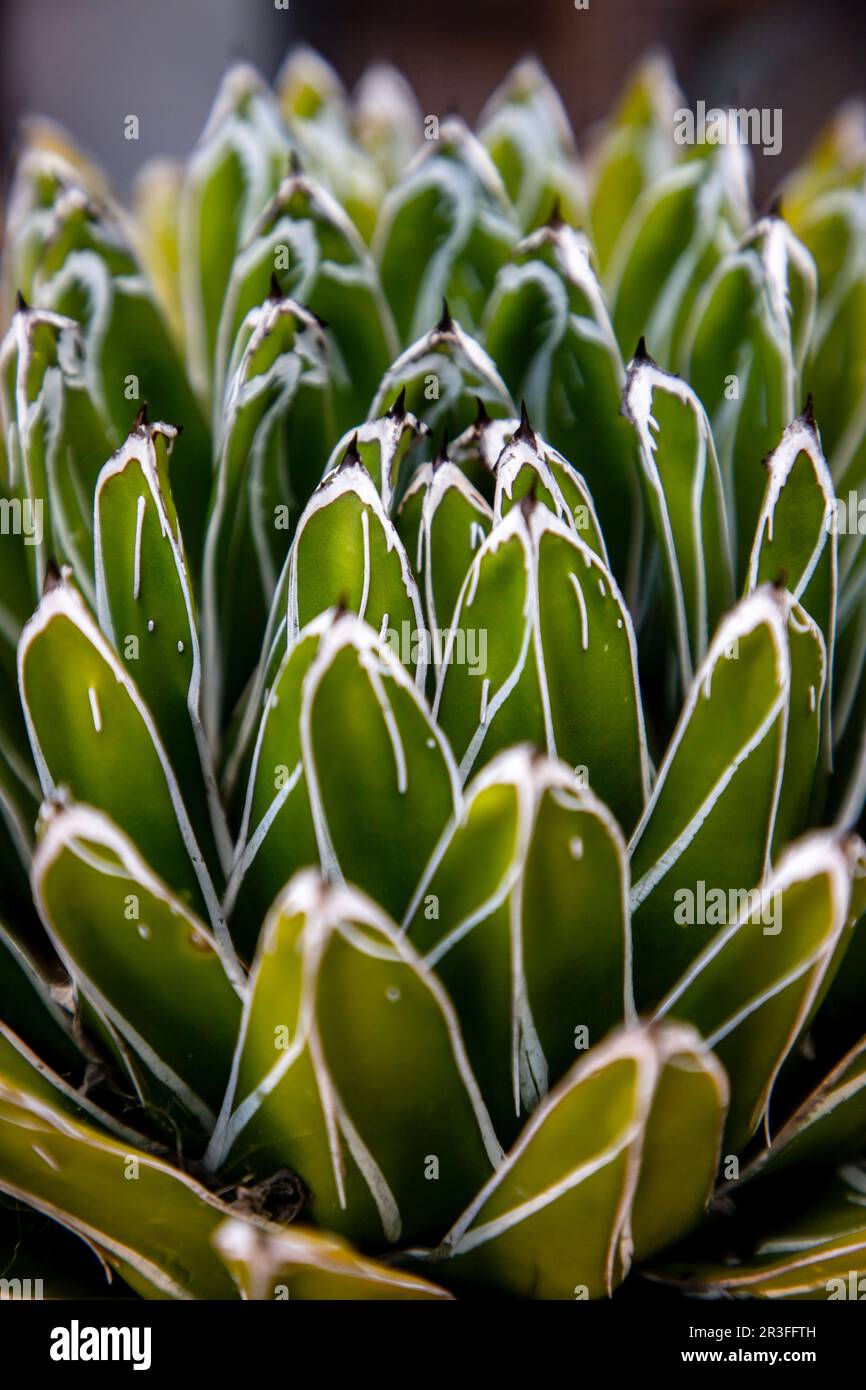 Agave Victoriae Reginae or “Queen Victoria Agave” Stock Photo - Alamy