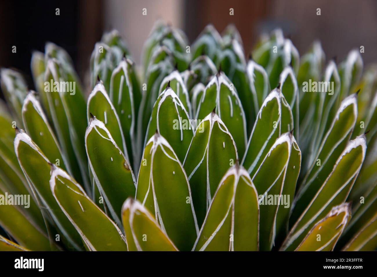 Agave Victoriae Reginae or “Queen Victoria Agave” Stock Photo - Alamy