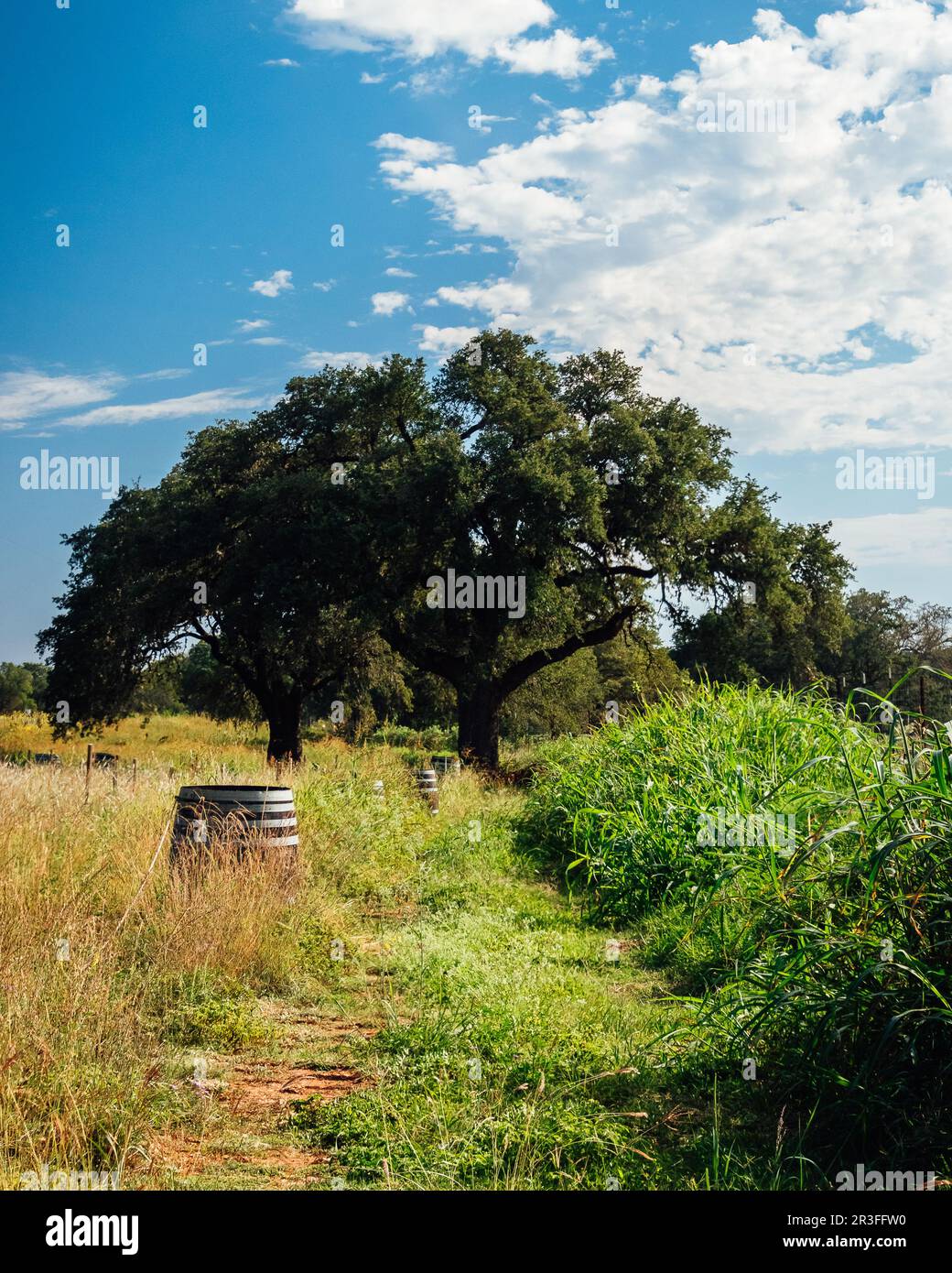 Austin nature trails hi-res stock photography and images - Alamy