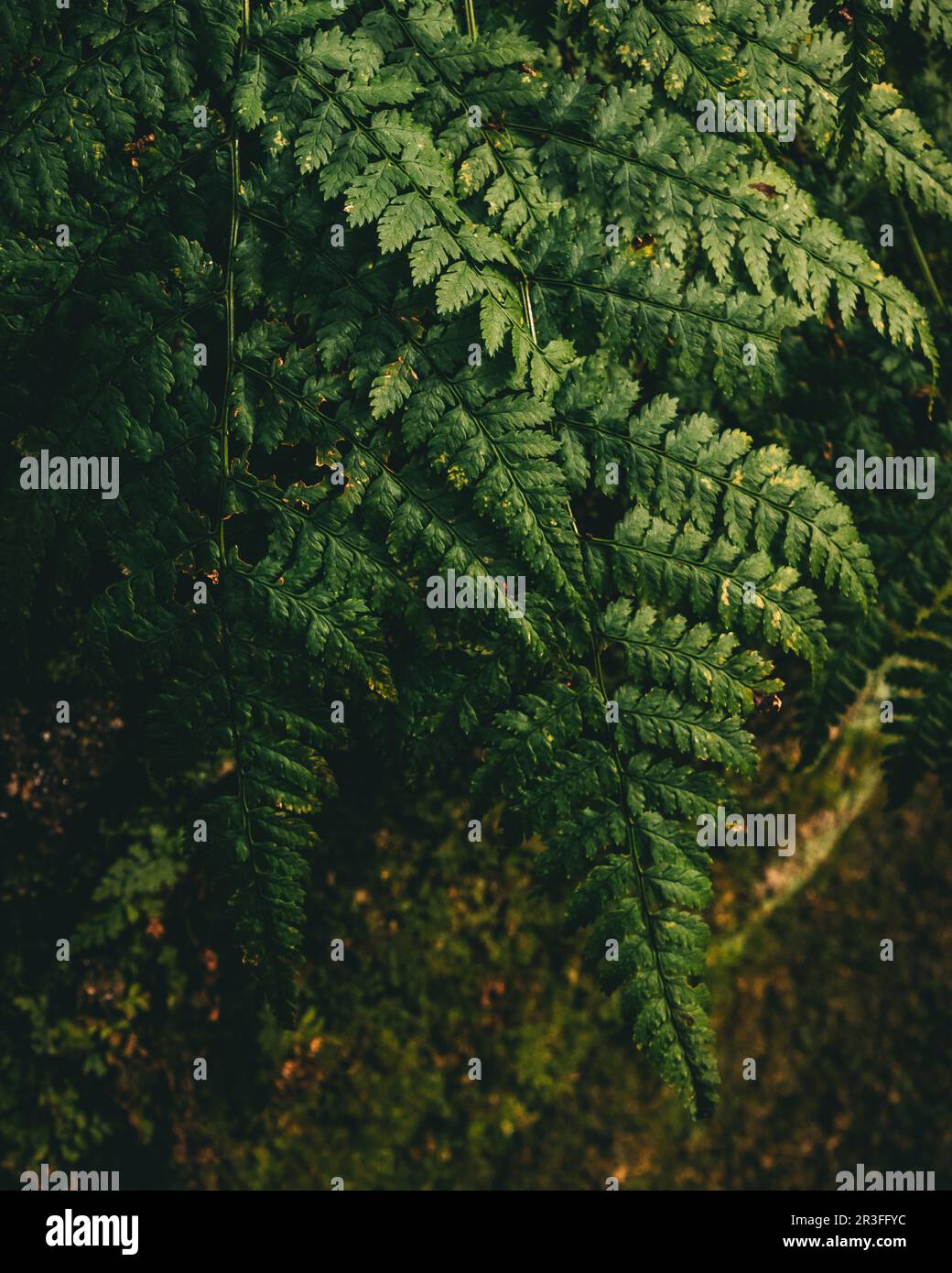 Hills and leaves hi-res stock photography and images - Alamy