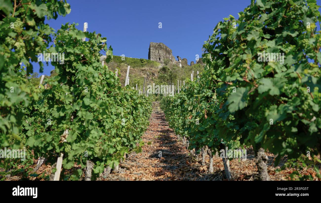 View of Metternich Castle Ruin through rows of steep vineyards along ...
