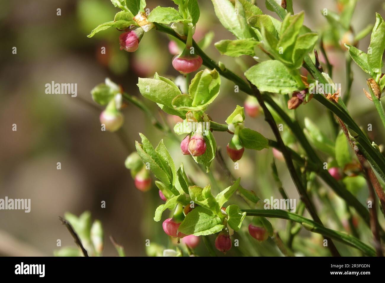 Vaccinium myrtillus, blueberry Stock Photo - Alamy