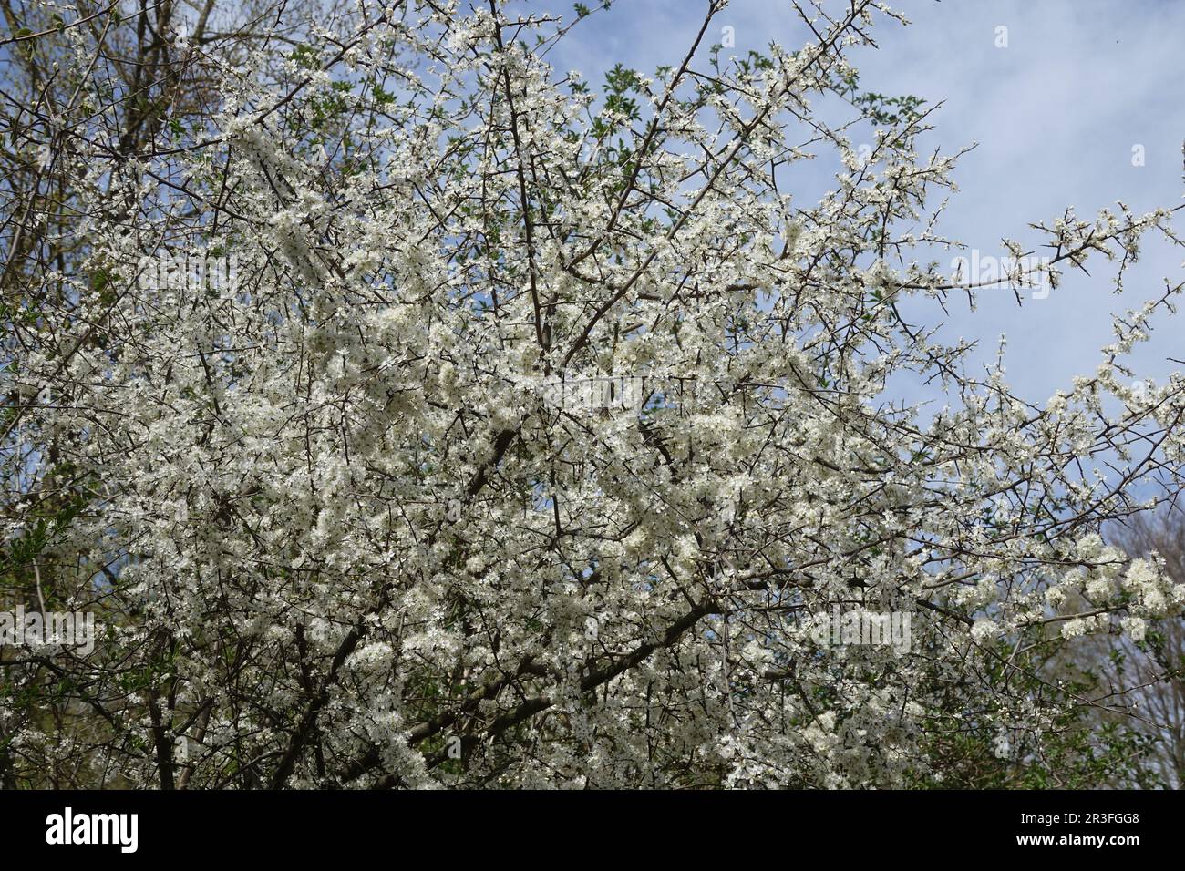 Prunus spinosa, blackthorn Stock Photo - Alamy