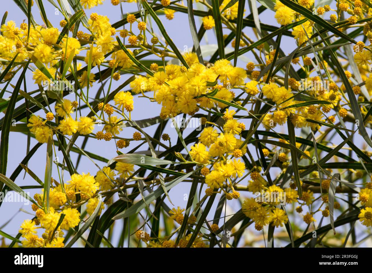 Mimosa tree, Saline di Priolo, Sicily, Italy Stock Photo - Alamy