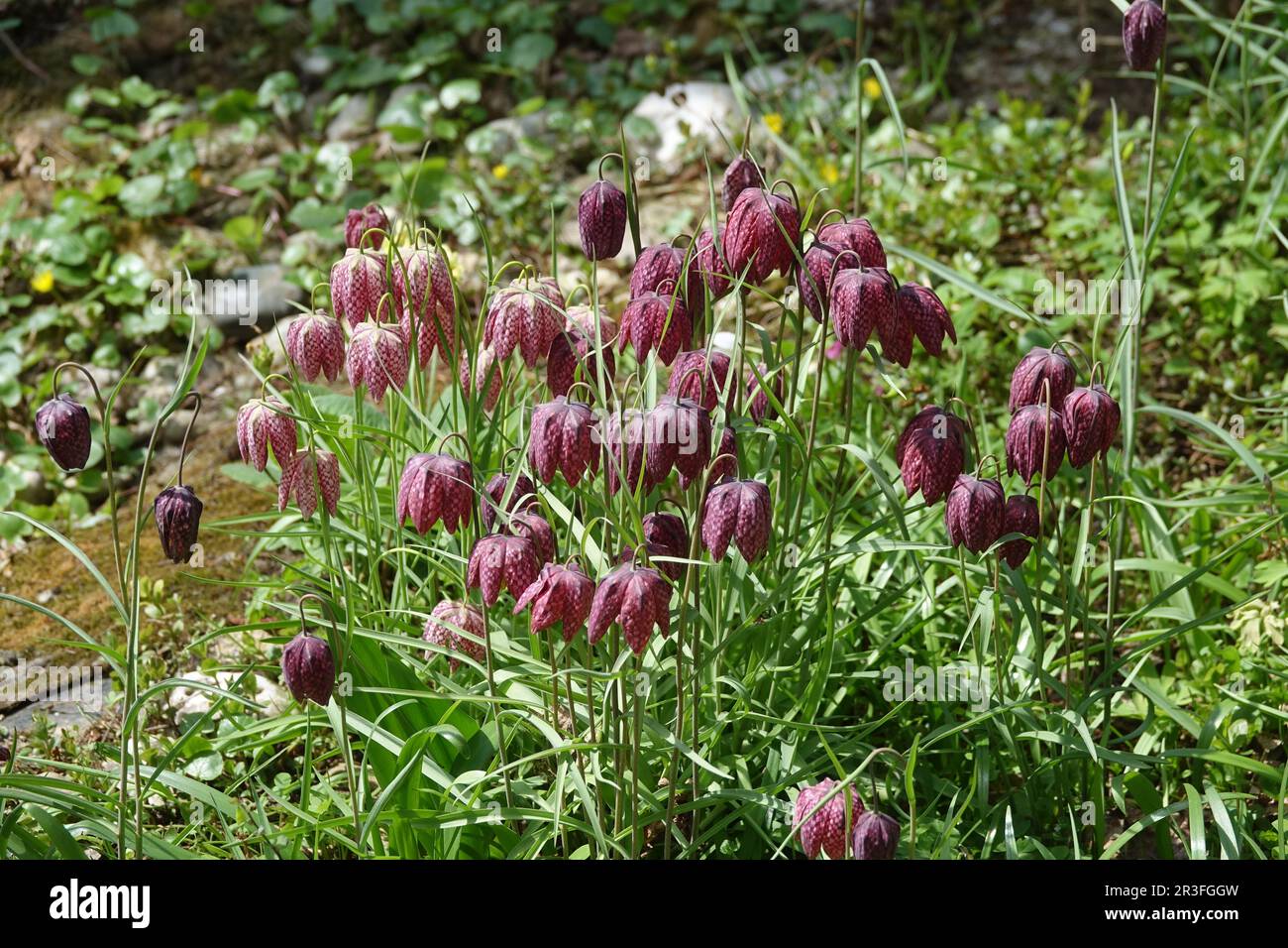 Lily snakes head fritillary hi-res stock photography and images - Alamy
