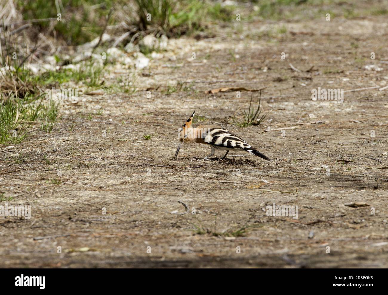 Hoopoe, Saline di Priolo, Sicily, Italy Stock Photo - Alamy