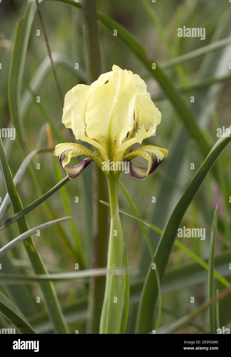 Iris, Sicily, Italy, Cave Grande del Cassibile Stock Photo - Alamy