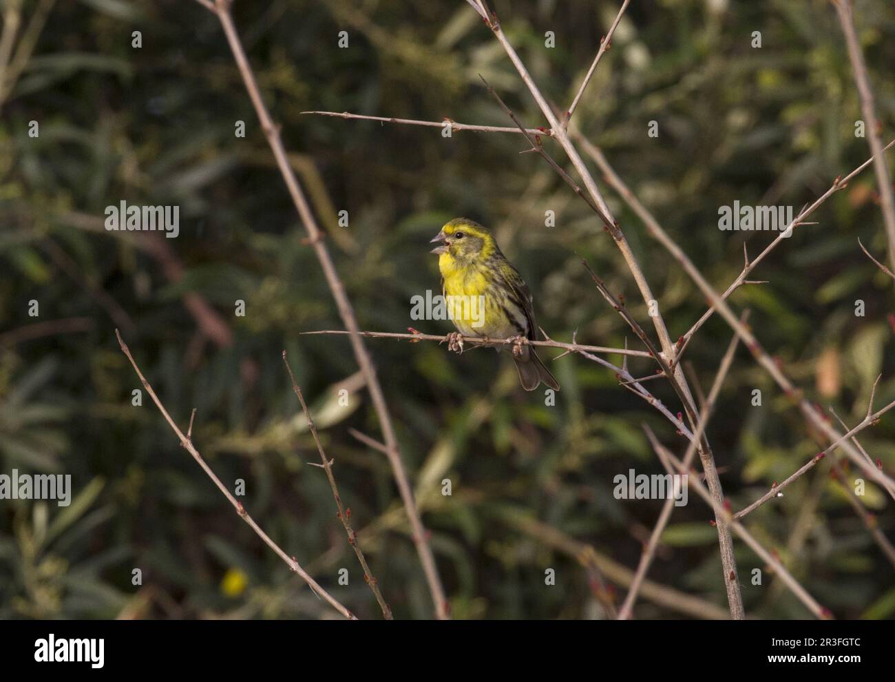 Priolo sicily hi-res stock photography and images - Alamy