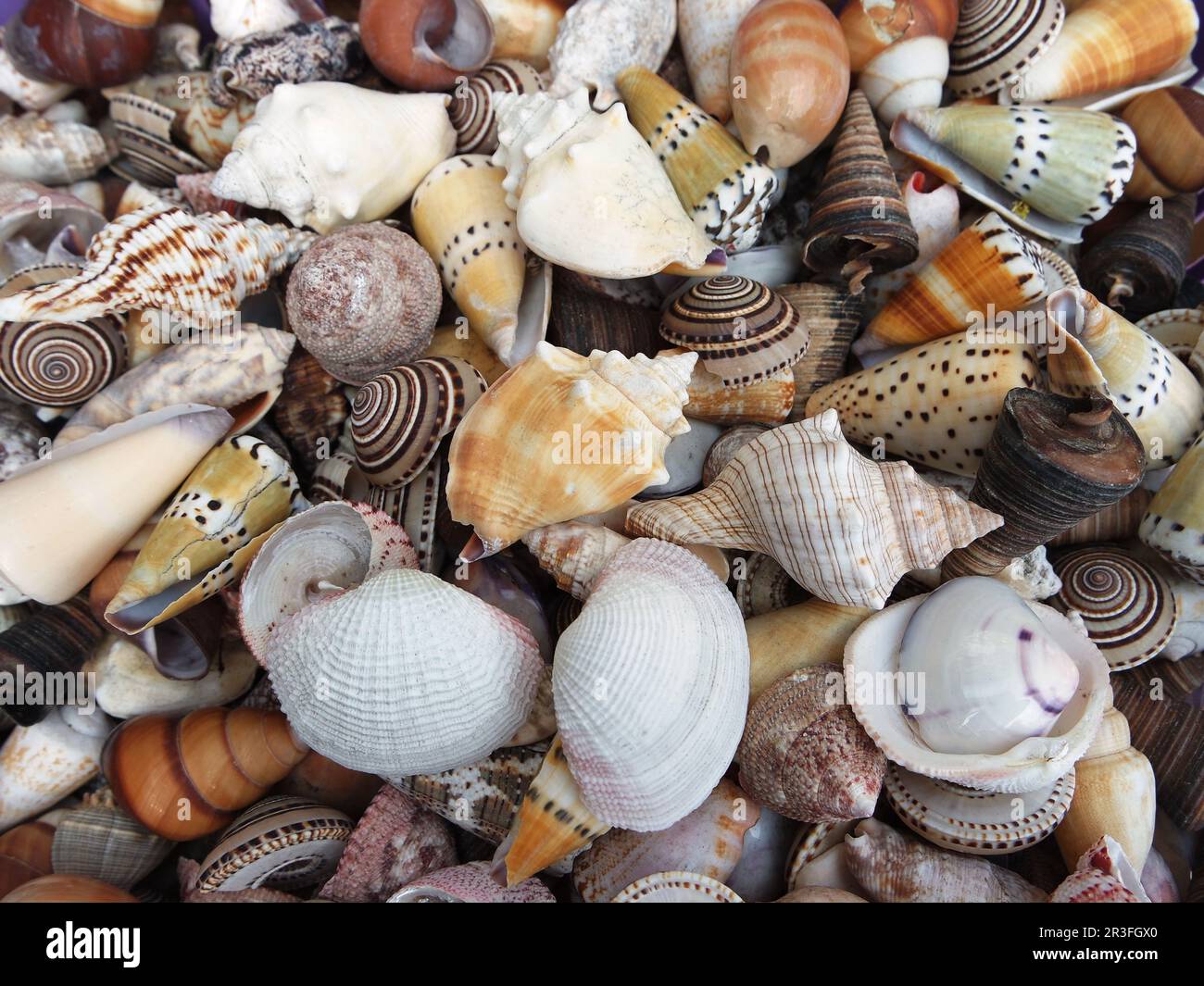 Various and colorful seashells hi-res stock photography and images - Alamy