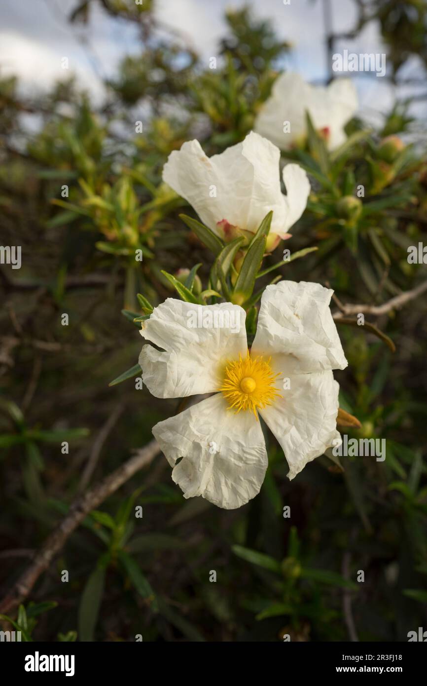 Cistus blossom hi-res stock photography and images - Alamy