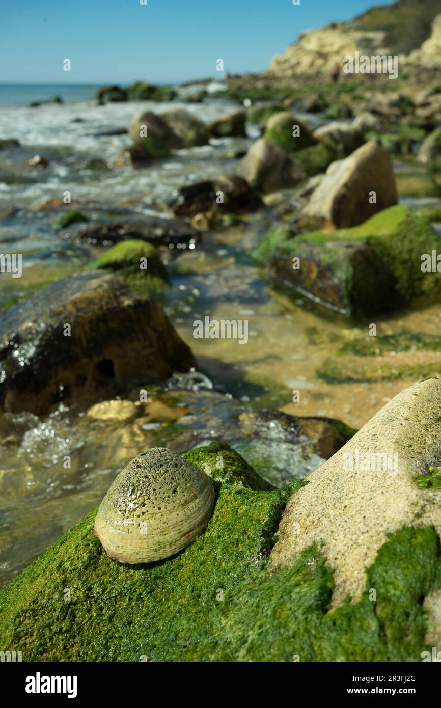 Atlantic ocean coast albufeira hi-res stock photography and images - Alamy