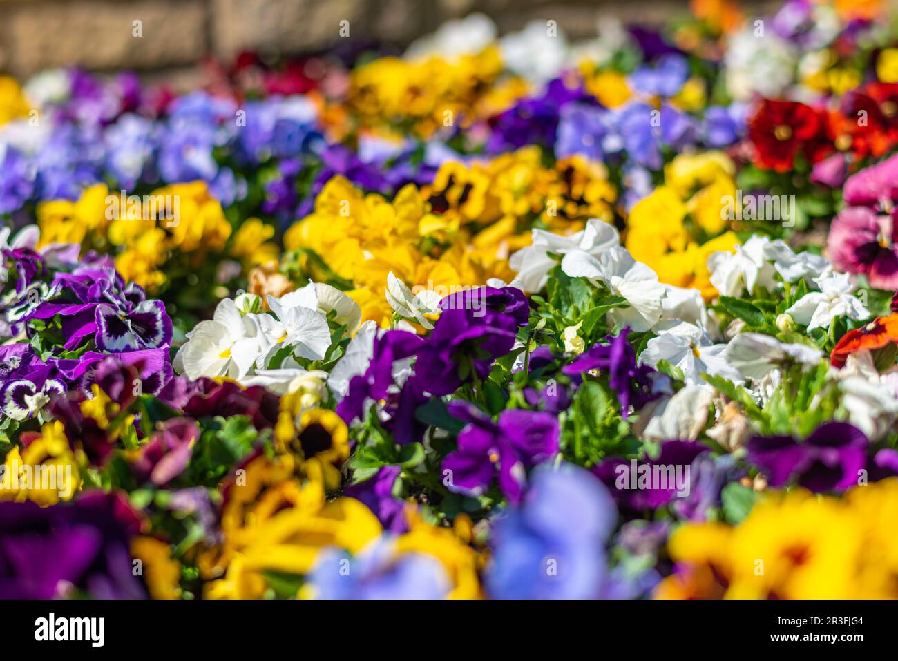 Colorful flowers for spring in the park Planten un Blomen in Hamburg ...