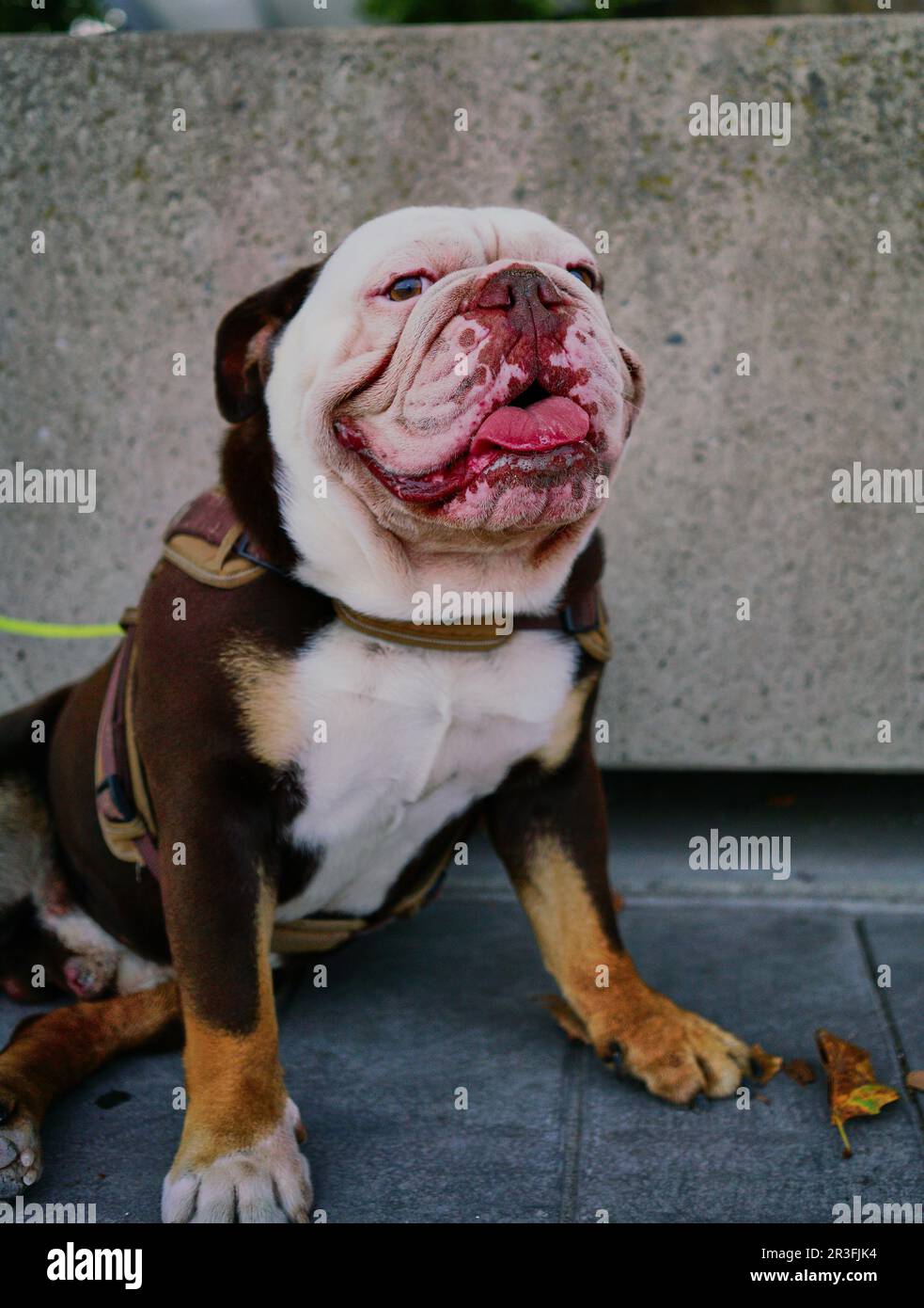 Cute older Bulldog poses for the camera in this detailed photograph ...