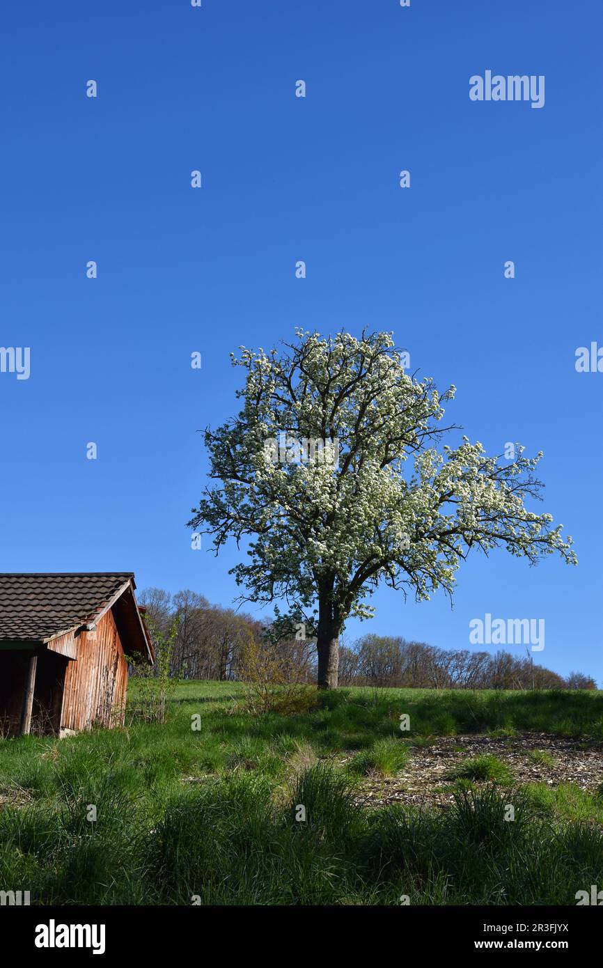 Swiss water pear hi-res stock photography and images - Alamy