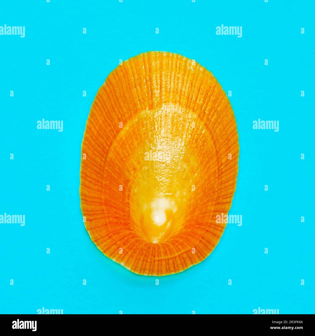 Flat Lay isolated image of a coastal seashell on a blue background ...