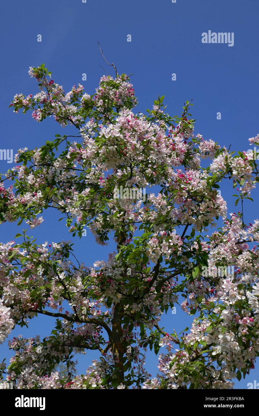 Wild apple variety hi-res stock photography and images - Alamy