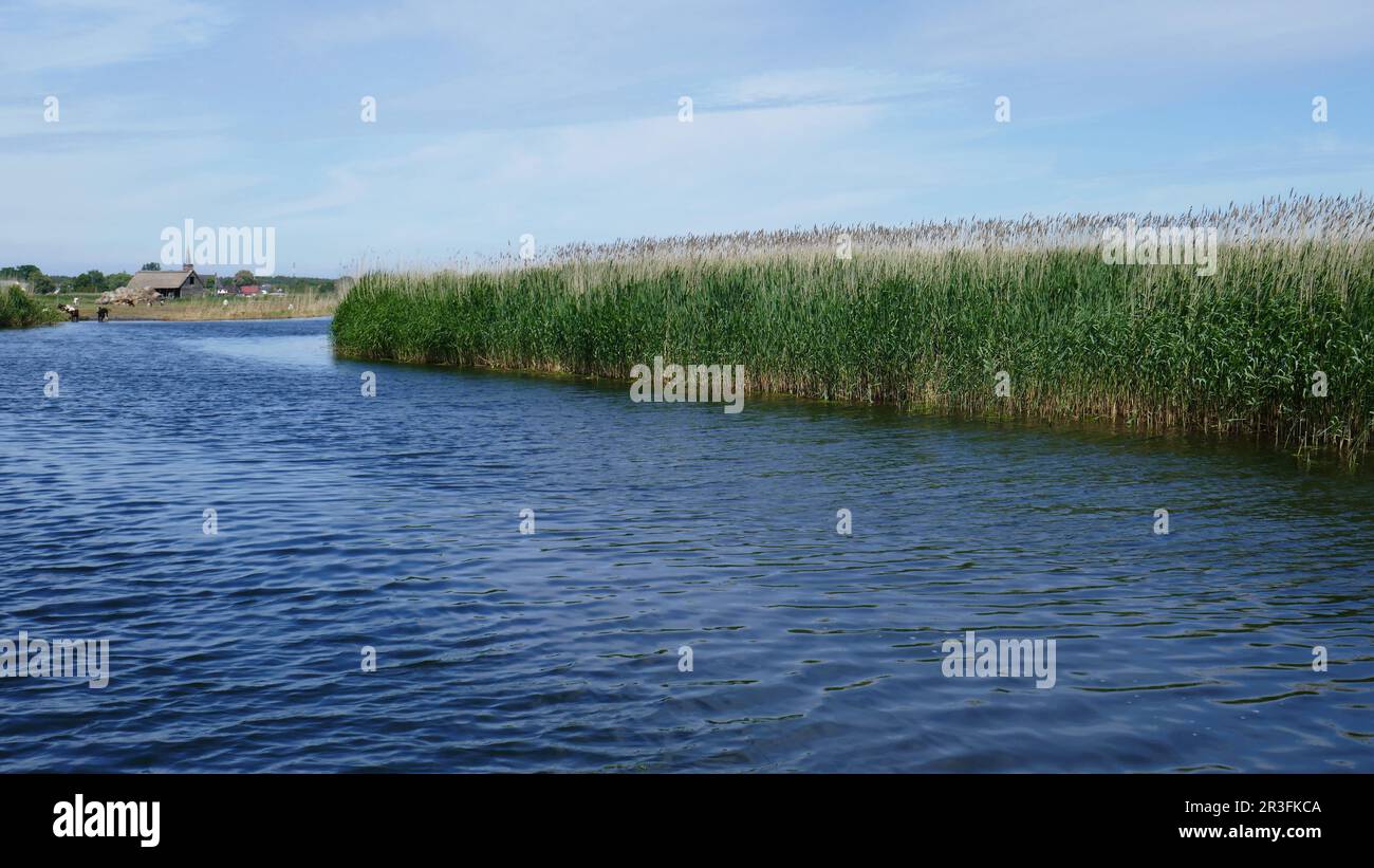 Reed field in the Swina delta Stock Photo - Alamy