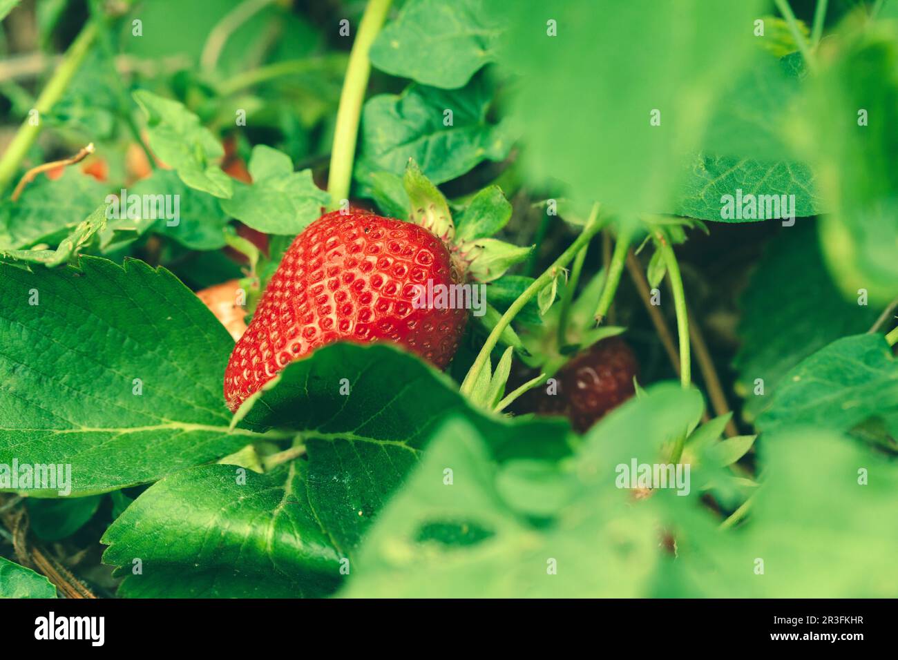 Strawberry field in the morning close up, no person Stock Photo - Alamy