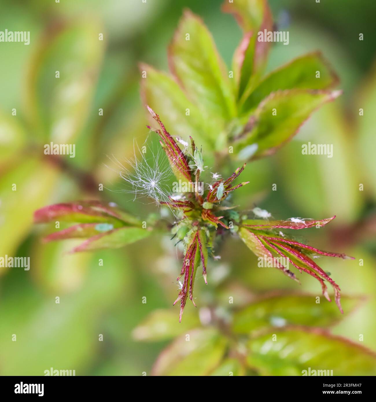 Green aphids on roses. Pests damage the plant and spread disease Stock ...