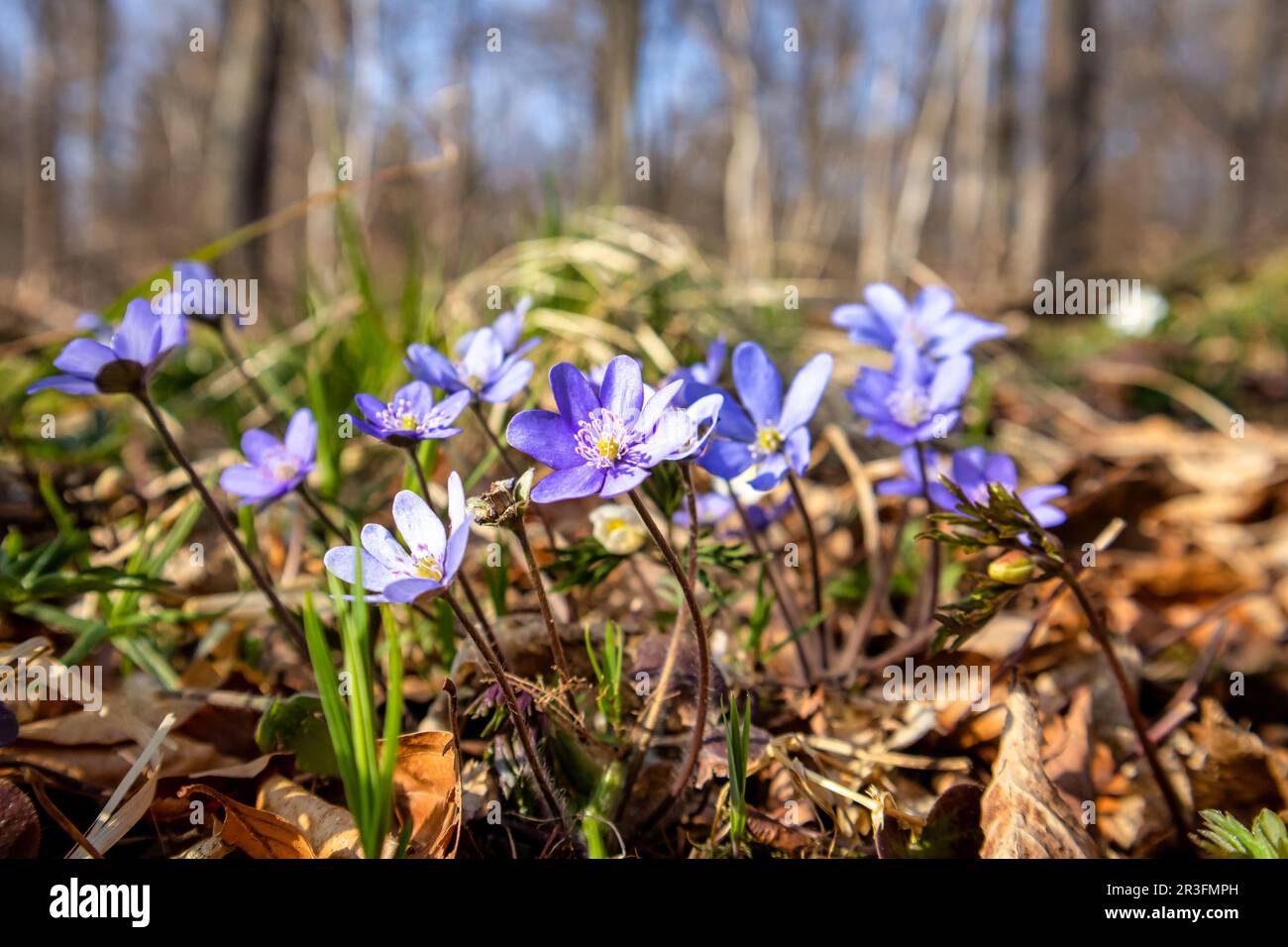 Spring awakening in the Selke Valley Early bloomers in the forest Stock ...