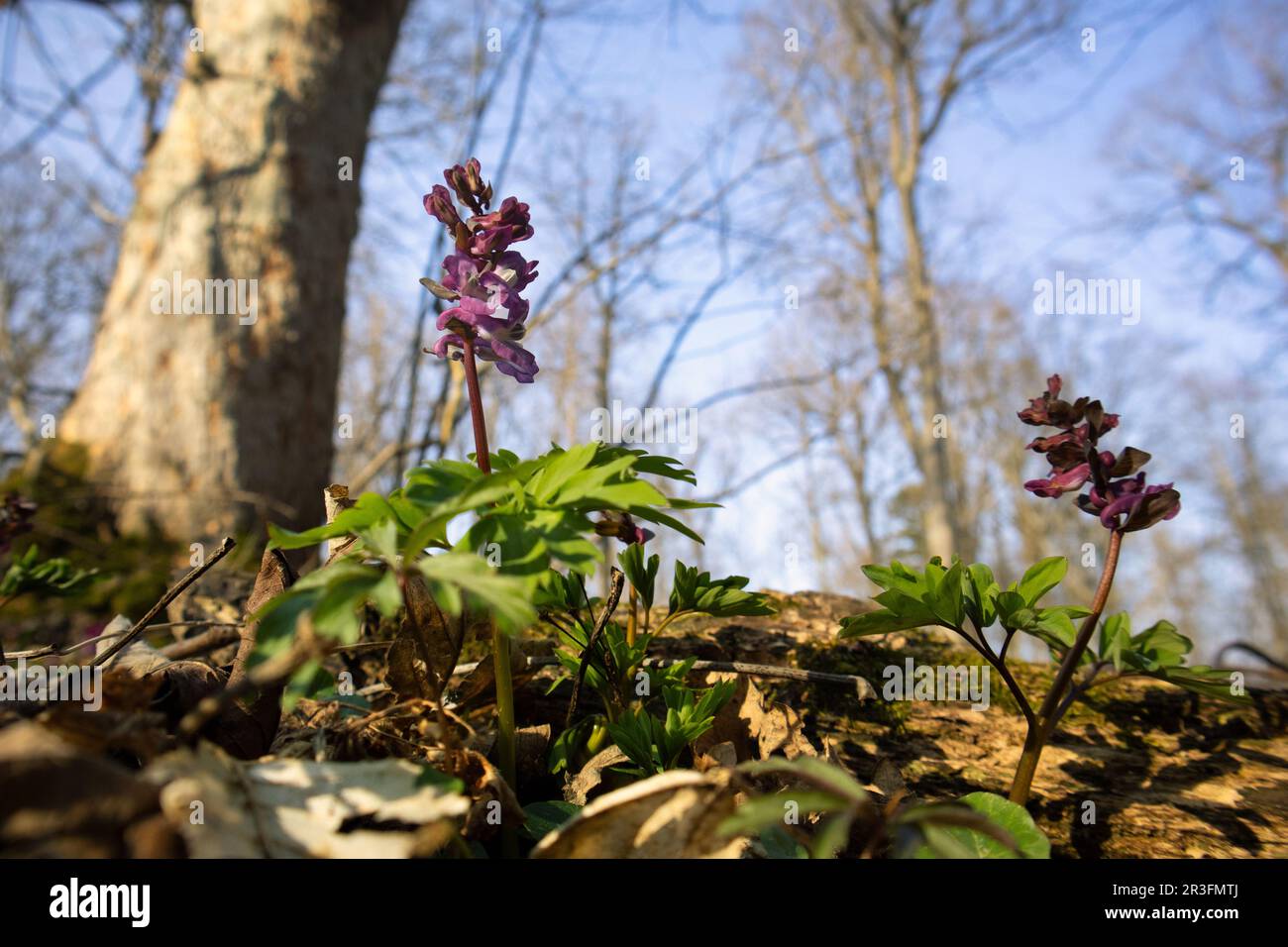 Spring awakening in the Selke Valley Early bloomers in the forest Stock ...