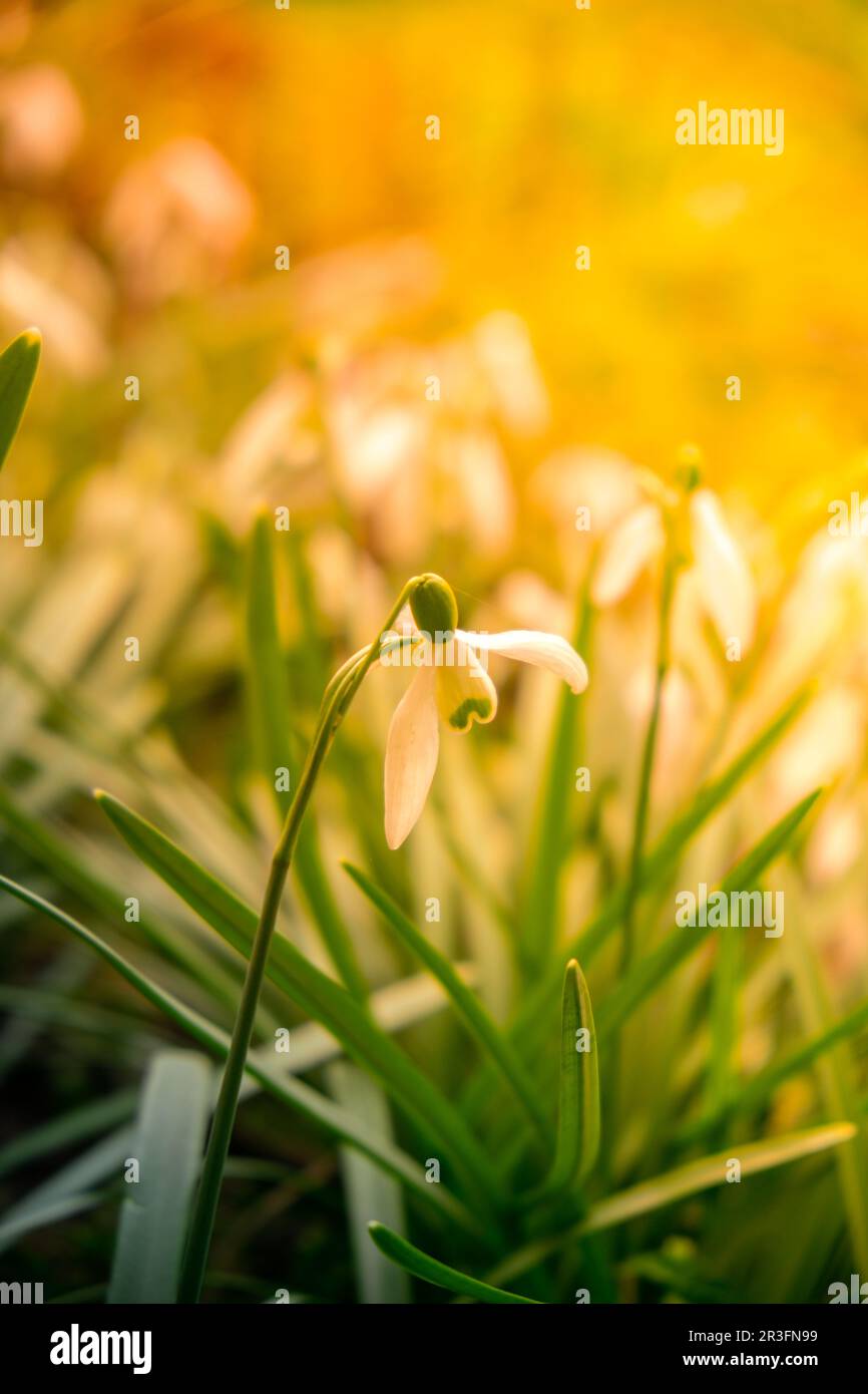 Spring snowflake flower Leucojum vernum. Snowdrop flowers in sunlight ...
