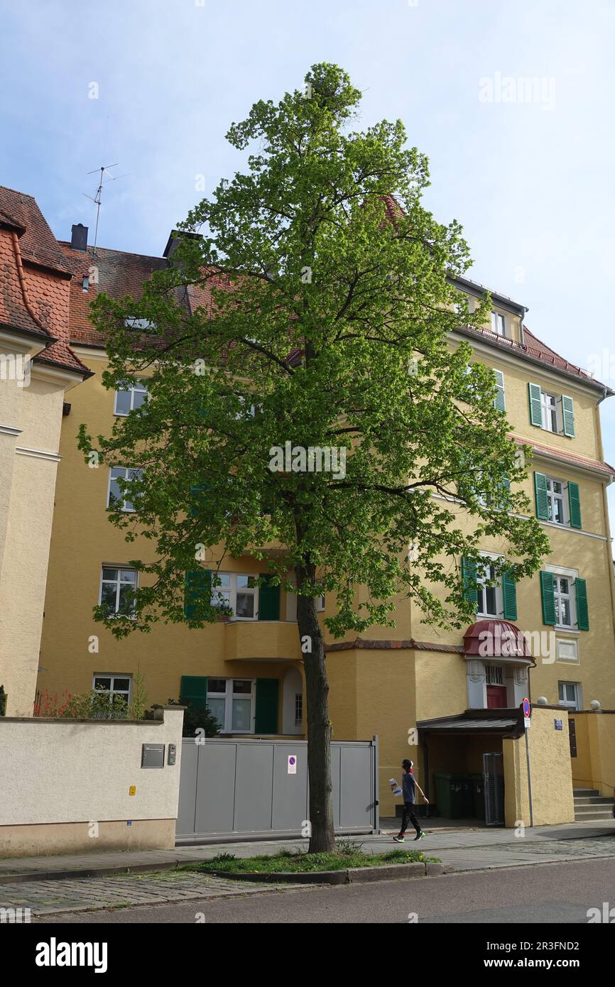 Tilia cordata, small-leaved lime, trees in the city Stock Photo - Alamy