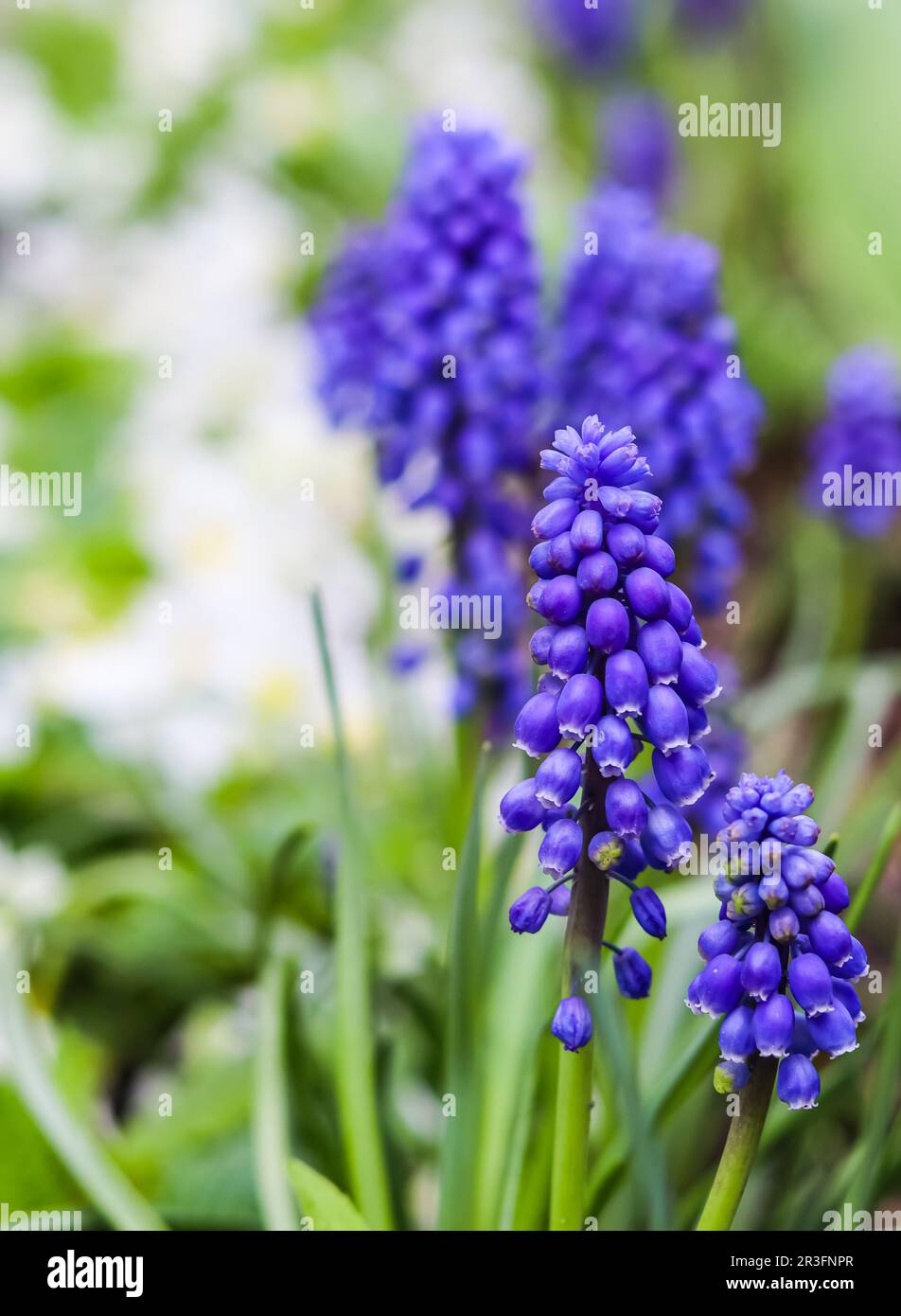 Blue buds flowers Muscari armeniacum or Grape Hyacinth Stock Photo - Alamy