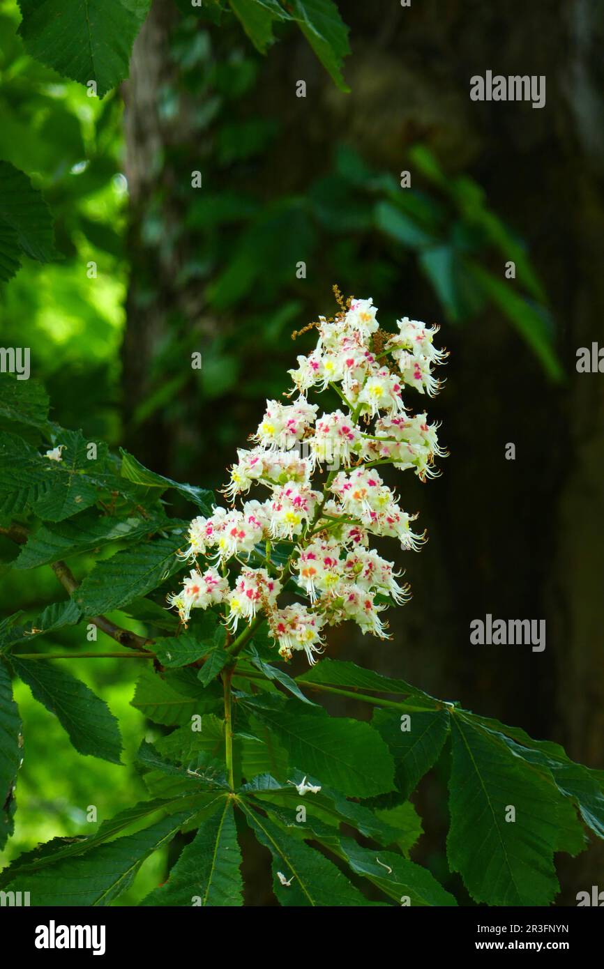 Kestinneboum hi-res stock photography and images - Alamy