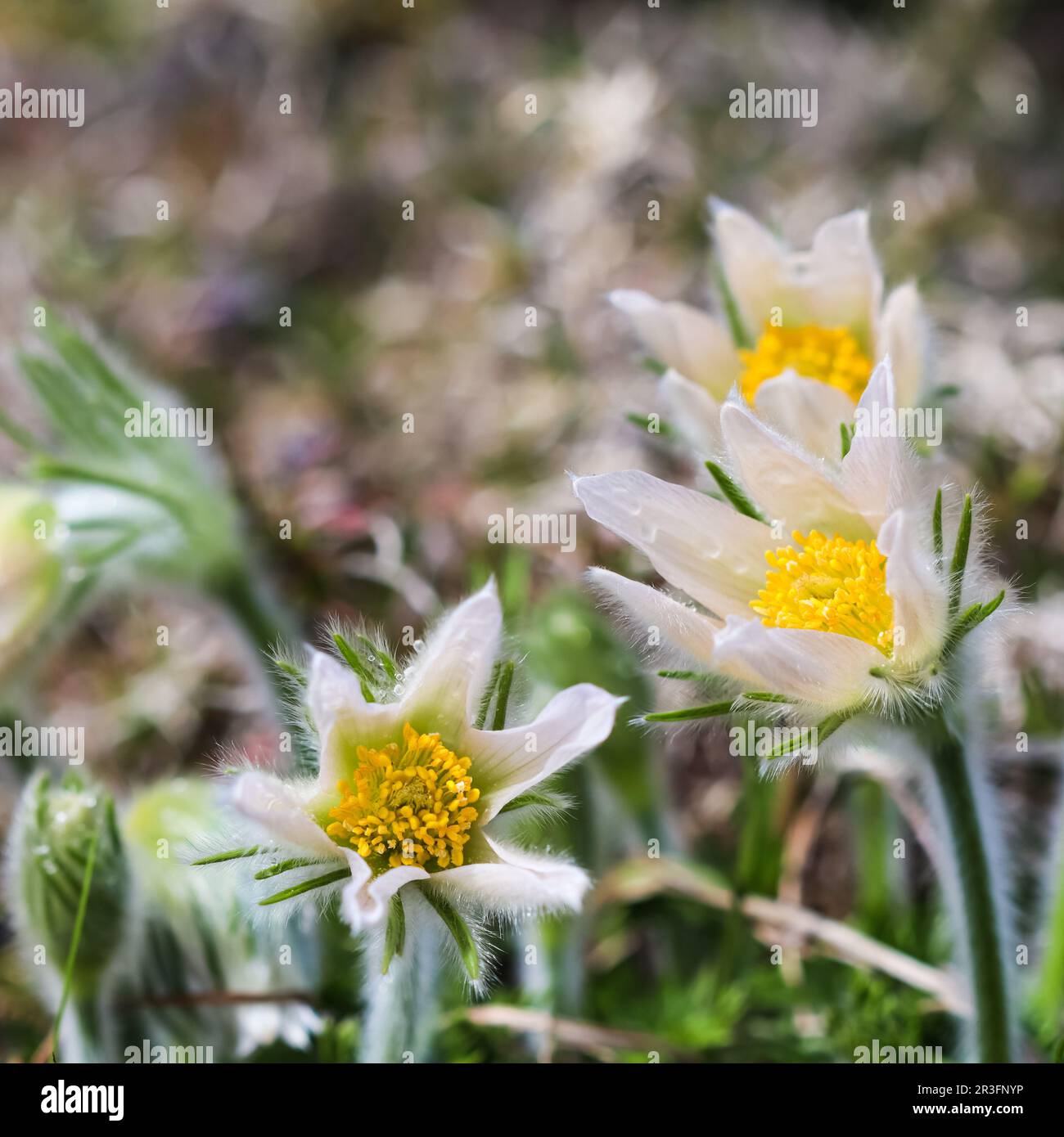 Beautiful garden white flowers hi-res stock photography and images - Alamy