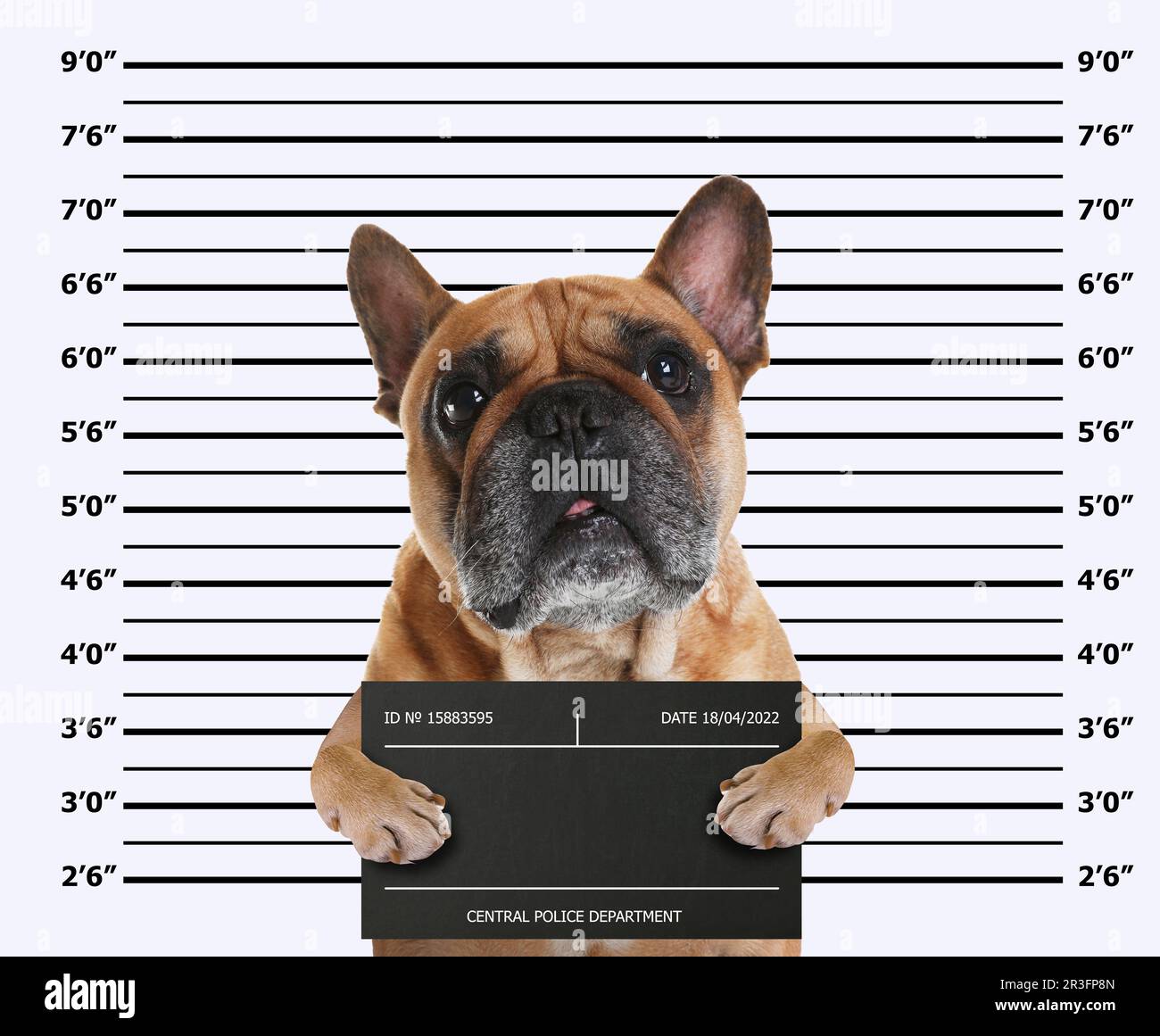 Arrested French bulldog with mugshot board against height chart. Fun ...
