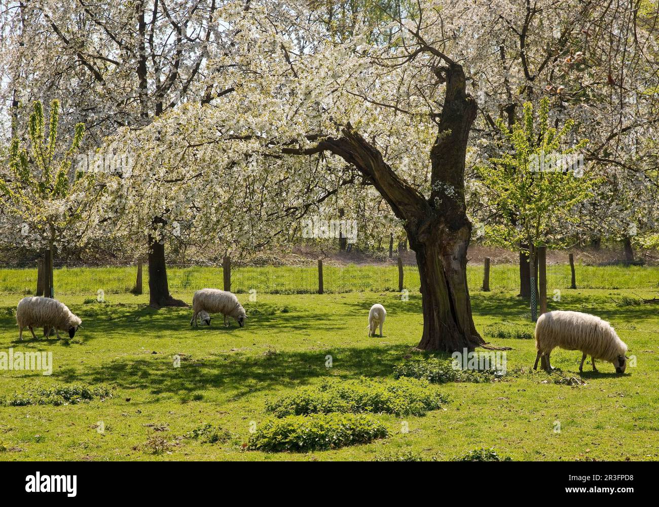 Sheep in a meadow with blossoming fruit trees, Gut Heimendahl, Haus ...
