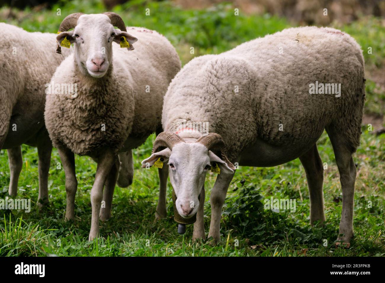 ovejas aranesas, Bausen, valle de Aran, catalunya, cordillera de los ...