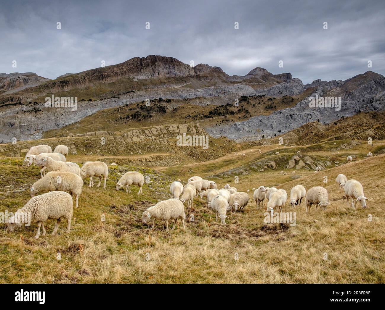 Ovejas en el norte hi-res stock photography and images - Alamy