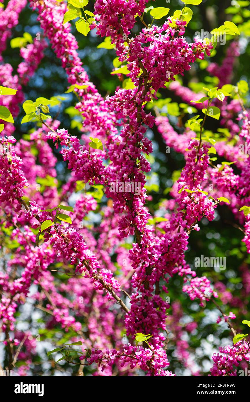 European Cercis, or Judas tree, or European scarlet. Close-up of pink ...