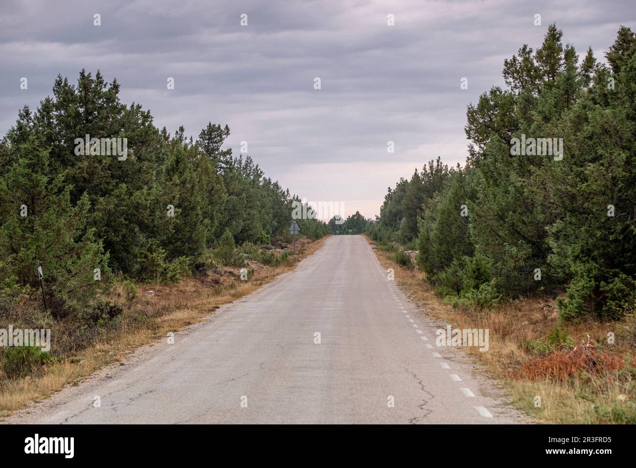 Ecosistema de pista hi-res stock photography and images - Alamy