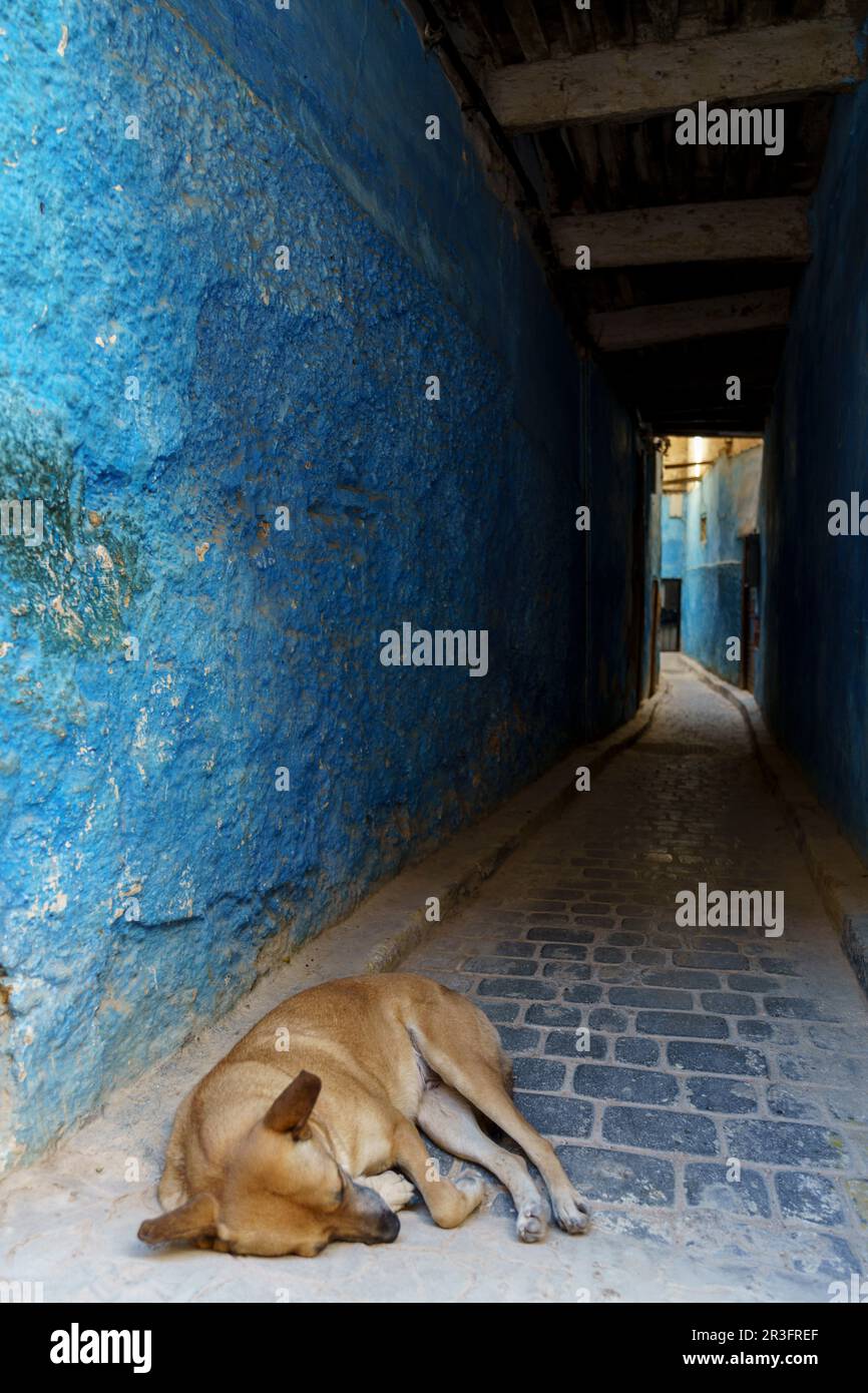 stray dog in an alley, Fès el-Bali, Fez, morocco, africa Stock Photo ...