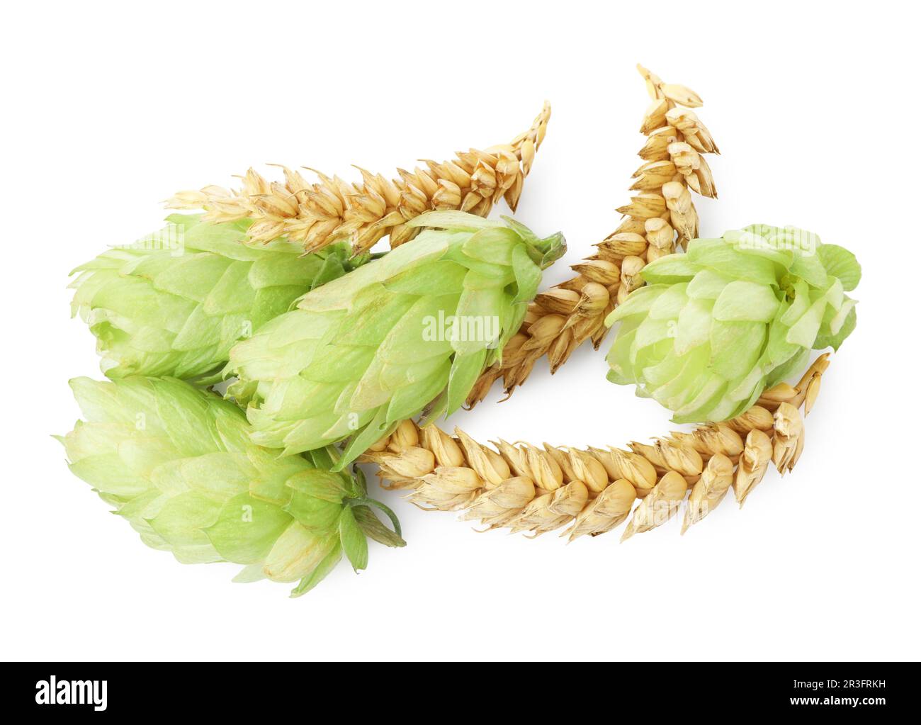 Fresh green hops and wheat spikes on white background, top view Stock ...