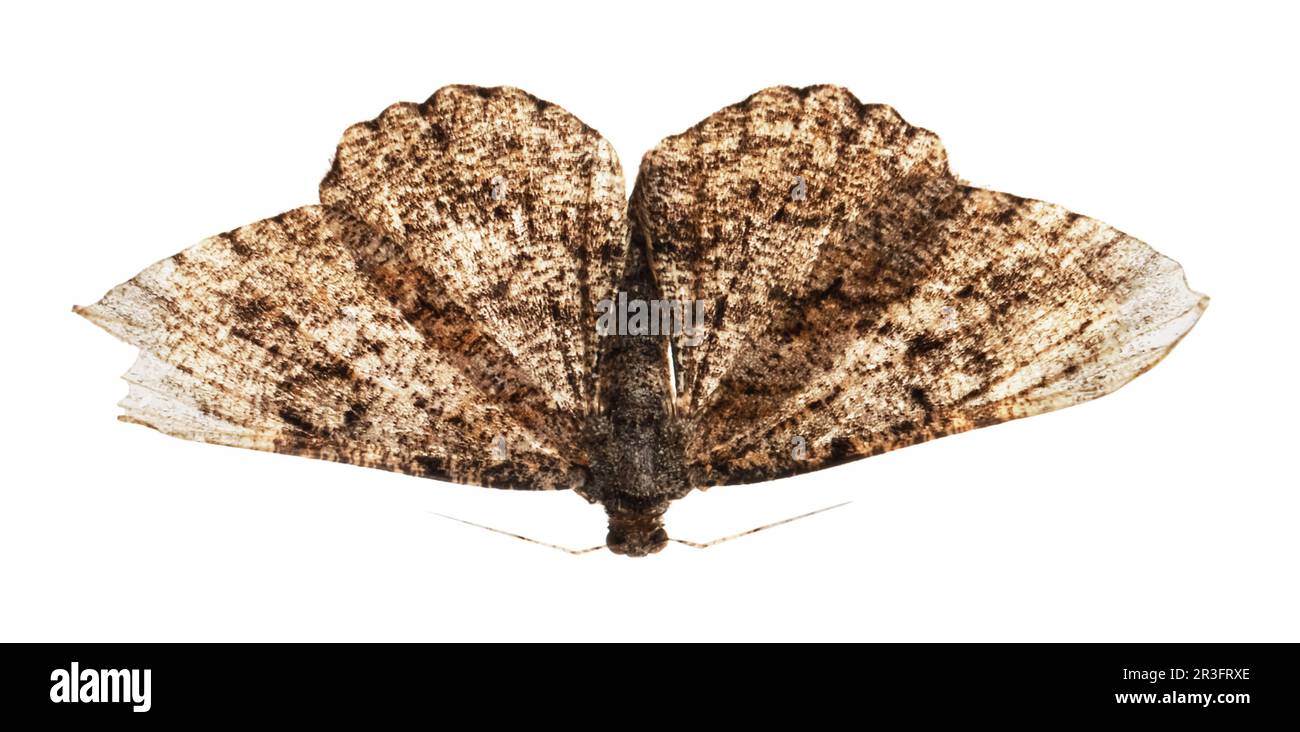 Single Alcis repandata moth isolated on white, top view Stock Photo - Alamy