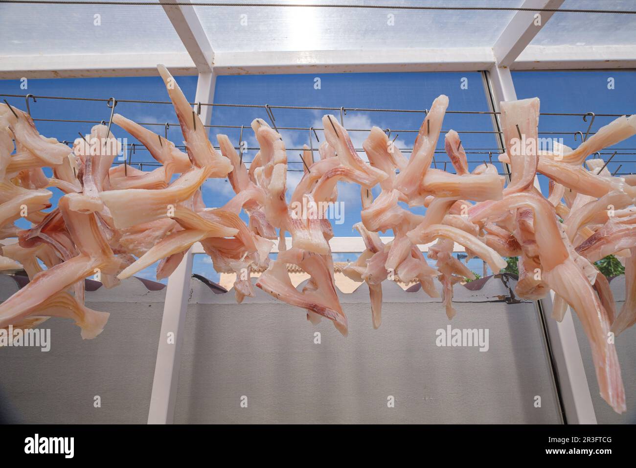 elaboration of dried fish, Formentera, Pitiusas Islands, Balearic ...