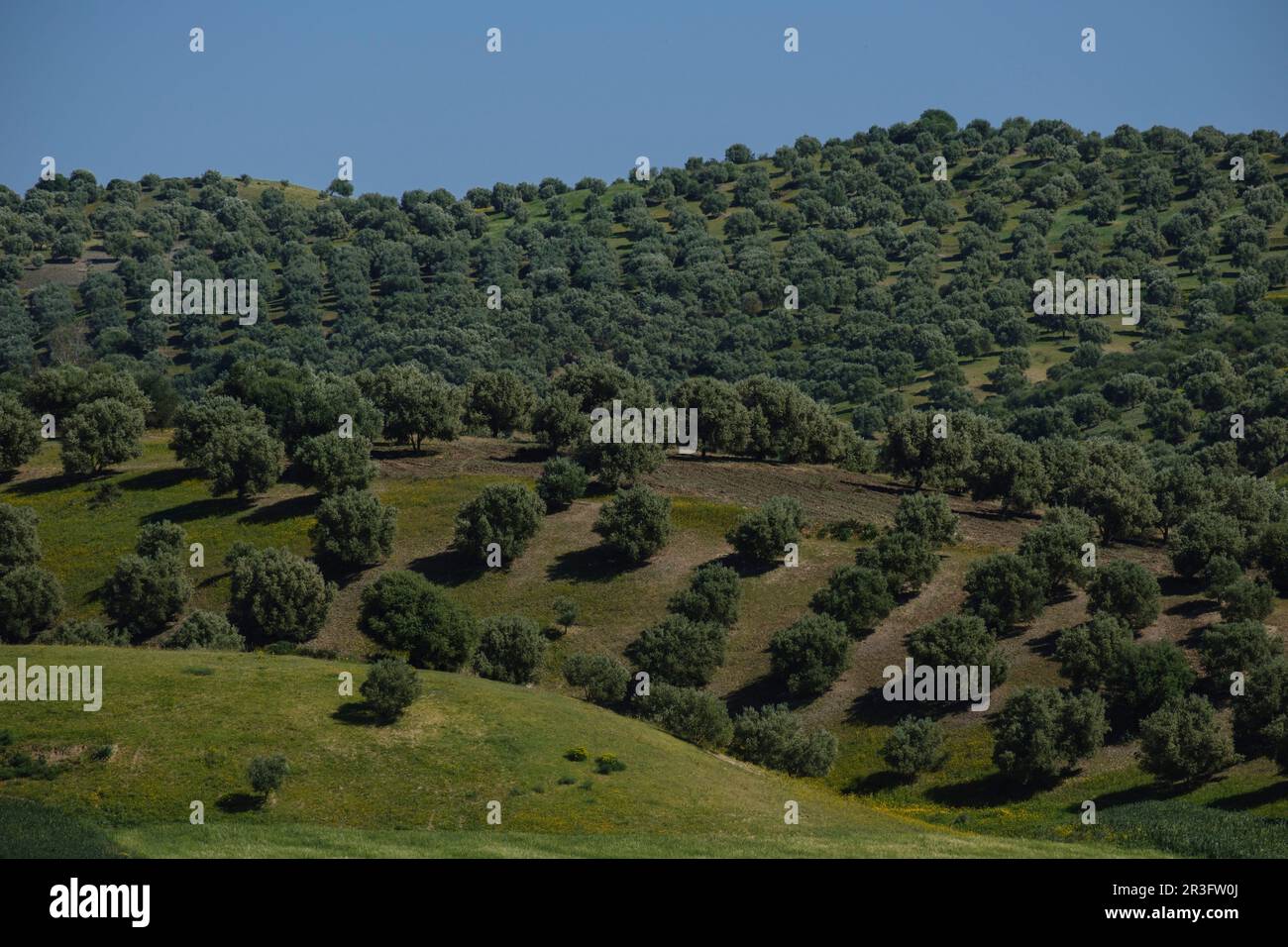 hills planted with olive trees, near Sidi Chahed Reservoir, Fes ...