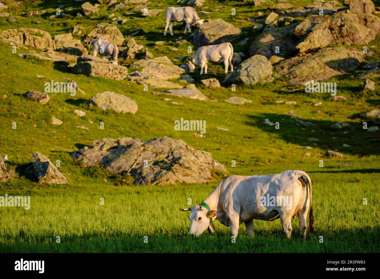 cows on Gentau lake, Ayous lakes tour, Pyrenees National Park, Pyrenees ...
