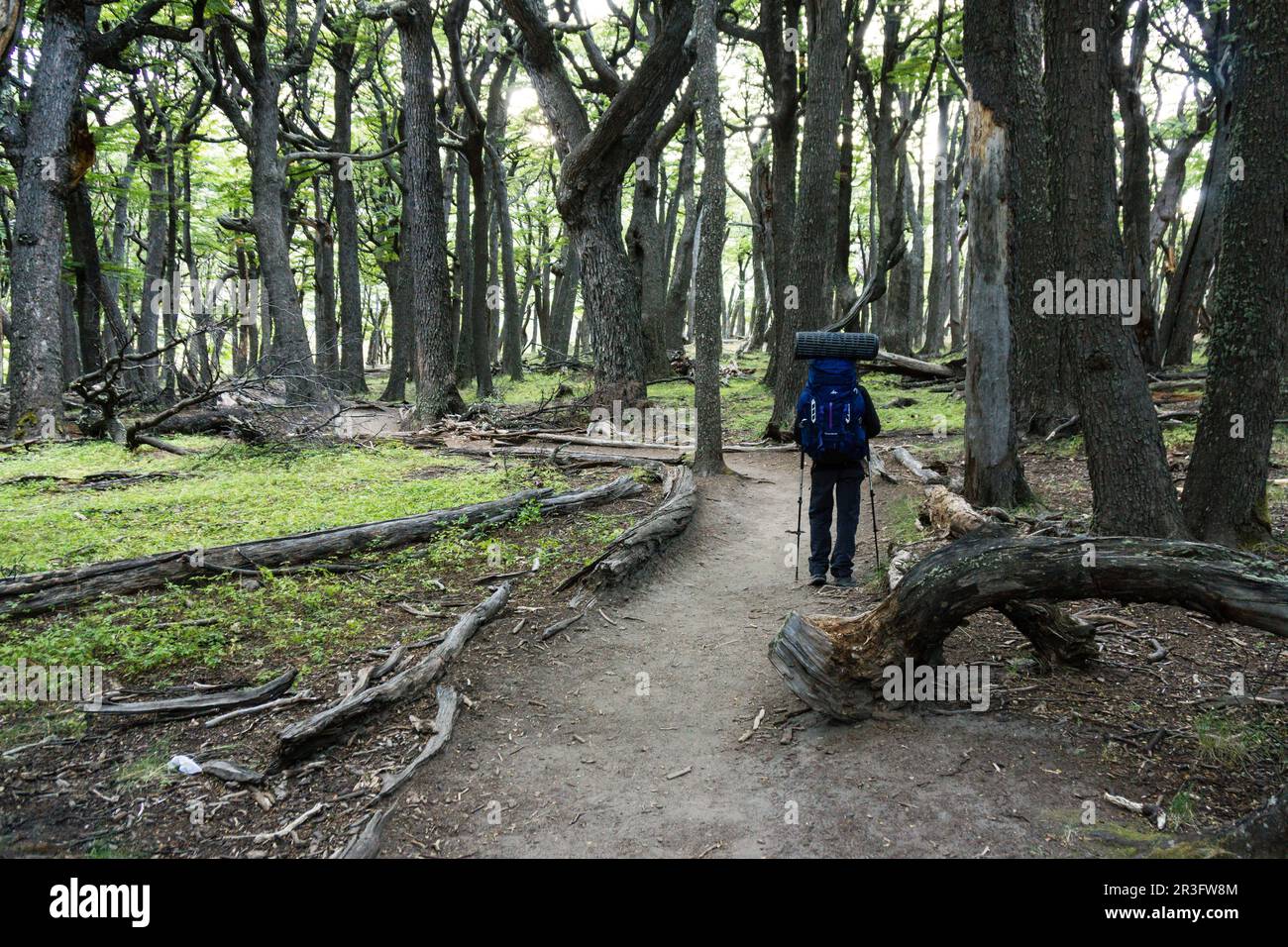 bosque de hayas australes, -Lenga-, Nothofagus pumilio, El Chalten ...
