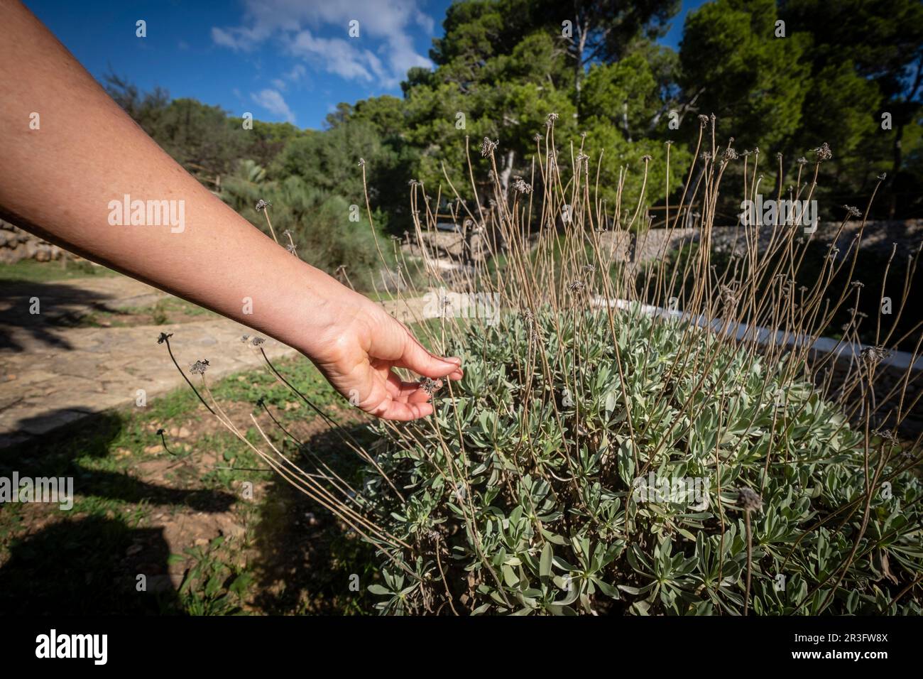 Mediterranean garden of native plants, Sa Dragonera natural park ...