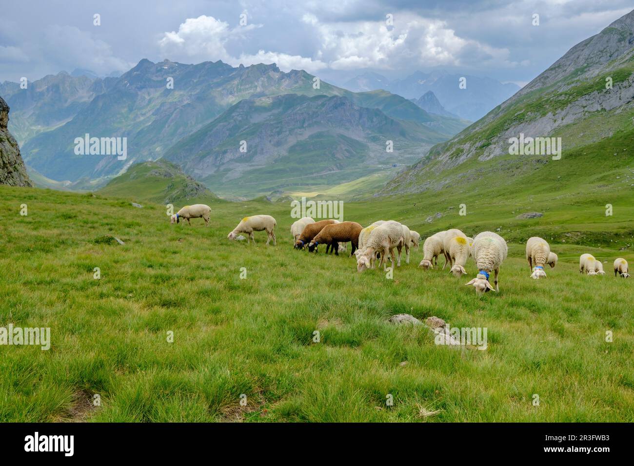 flock of sheep in the meadows of Portalet, Ayous lakes tour, Pyrenees ...