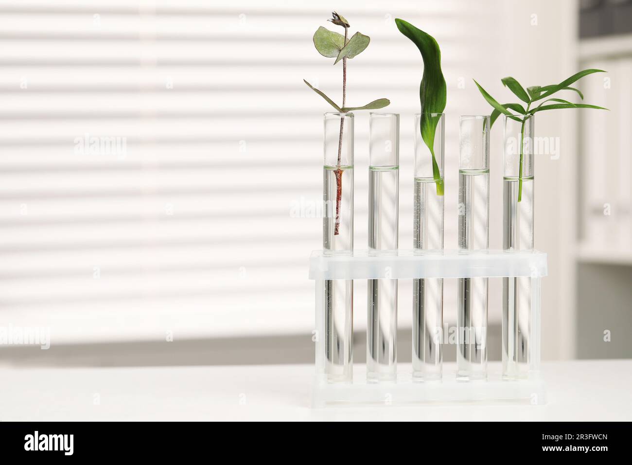 Test tubes with different plants on white table in laboratory. Space ...