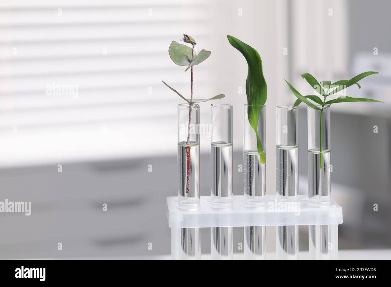 Test tubes with different plants in laboratory, closeup. Space for text ...
