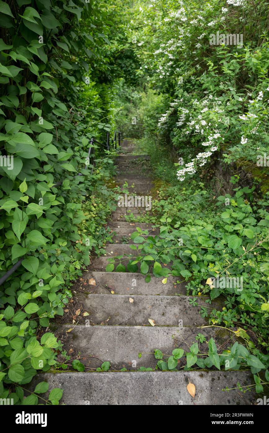 Small jungle in the city - the steps are filled with green Stock Photo ...