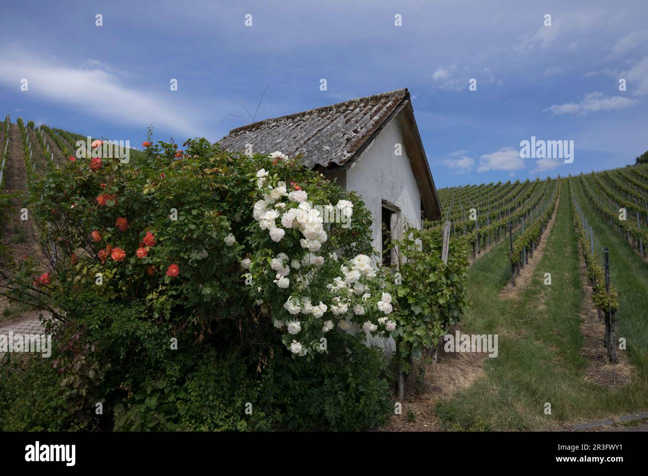 Rose in vineyard hi-res stock photography and images - Alamy